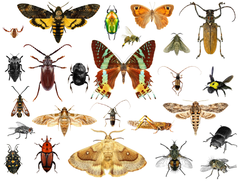 Notar | AVA Cefor | Ifes